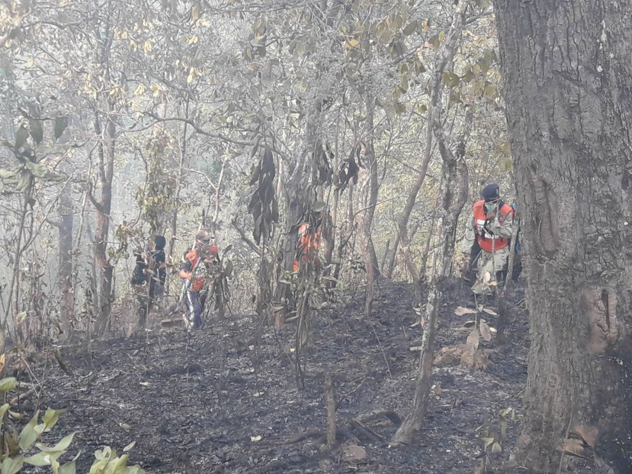 Forest firefighters walk past a burned-down forest in Mae Hong Son ...